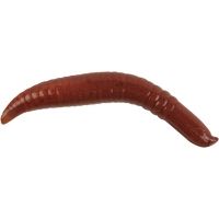 Berkley Gulp! Alive! Floating Pinched Crawler, 2" Bait — CampSaver