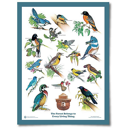 The Landmark Project Birds of the Forest Educational Poster — CampSaver