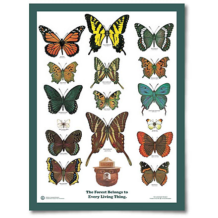 The Landmark Project Butterflies of the Forest Educational Poster ...