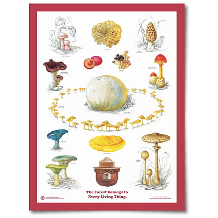 The Landmark Project Fungi of the Forest Educational Poster — CampSaver