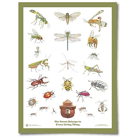 The Landmark Project Insects of the Forest Educational Poster — CampSaver