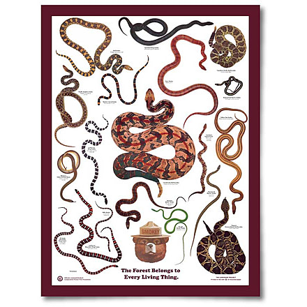 The Landmark Project Snakes of the Forest Educational Poster — CampSaver