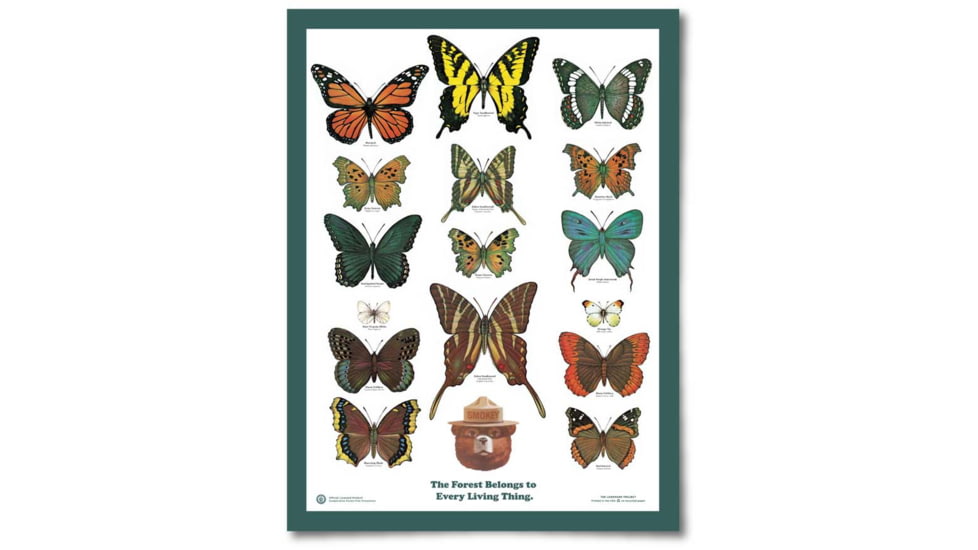 The Landmark Project Butterflies of the Forest Educational Poster ...