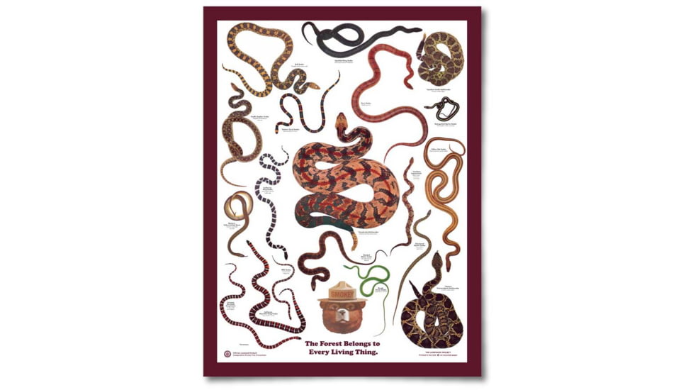 The Landmark Project Snakes of the Forest Educational Poster — CampSaver